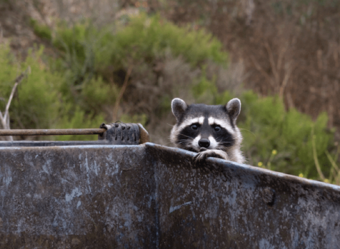 10 Yard Dumpster Rentals in New Jersey | Cali Carting